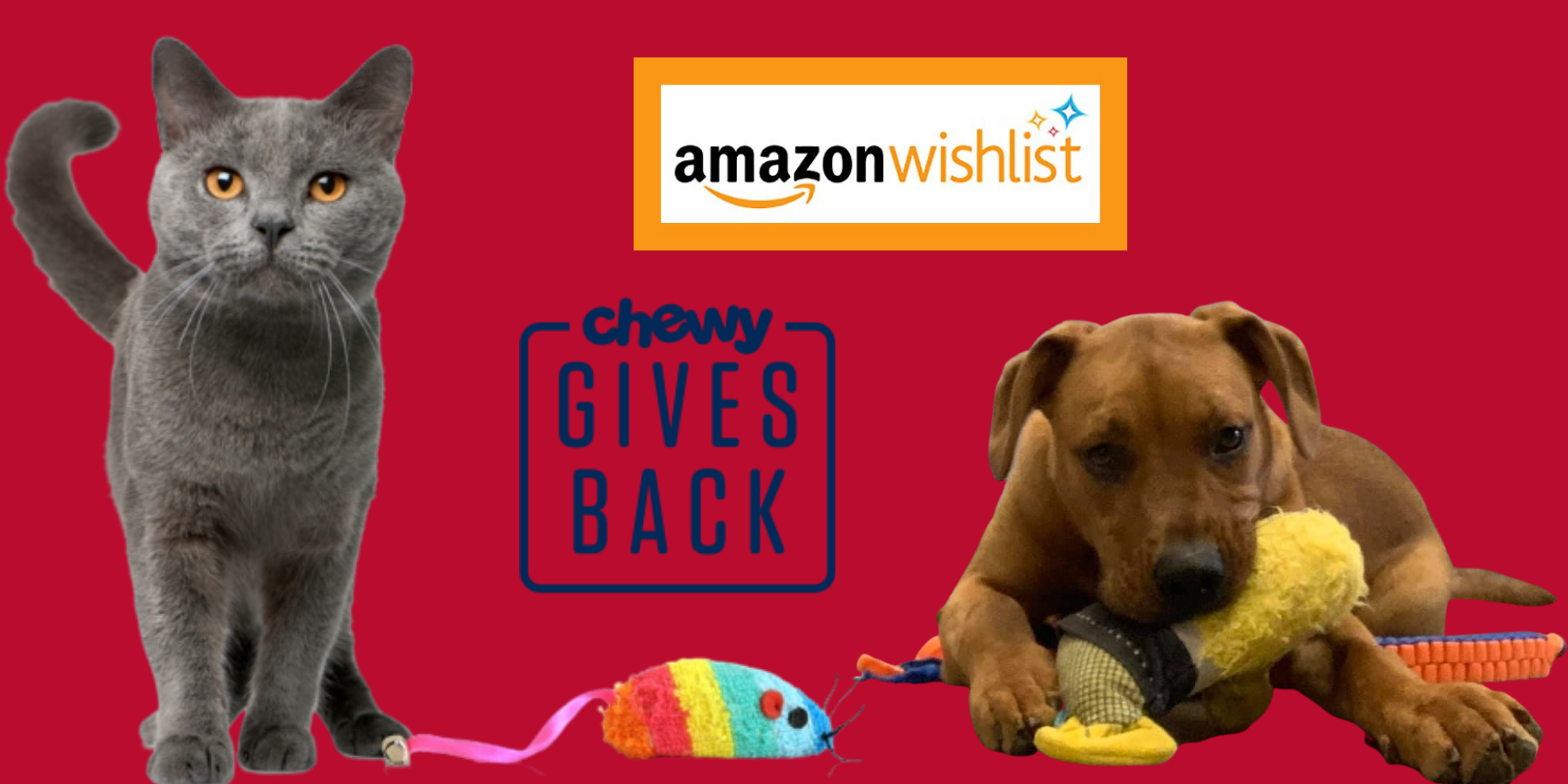 CHA Animal Shelter Archives - CHA Animal Shelter