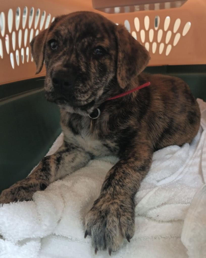 Emergency Medical Fund - CHA Animal Shelter